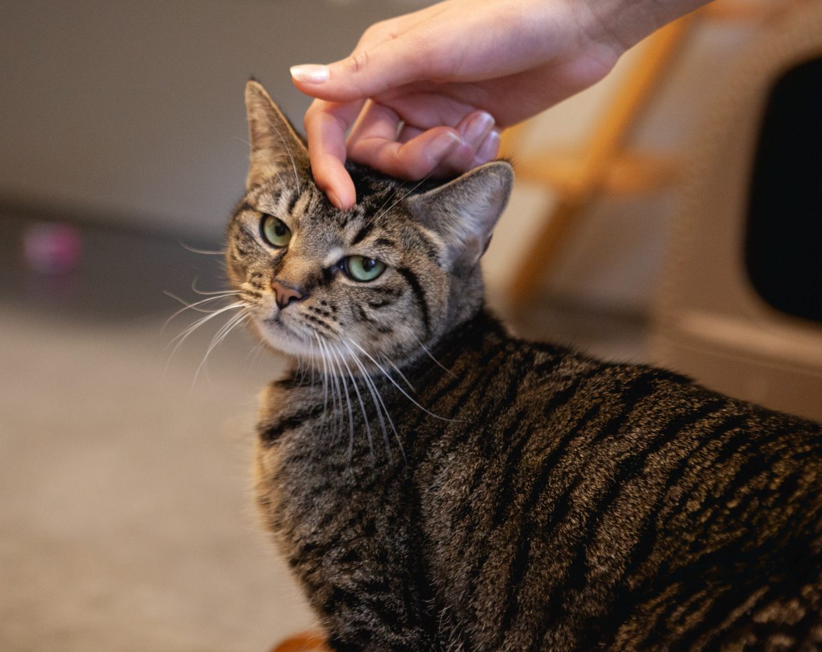 Katten Dierenhospitaal Den Haag zoeken een mandje voor kerst ...