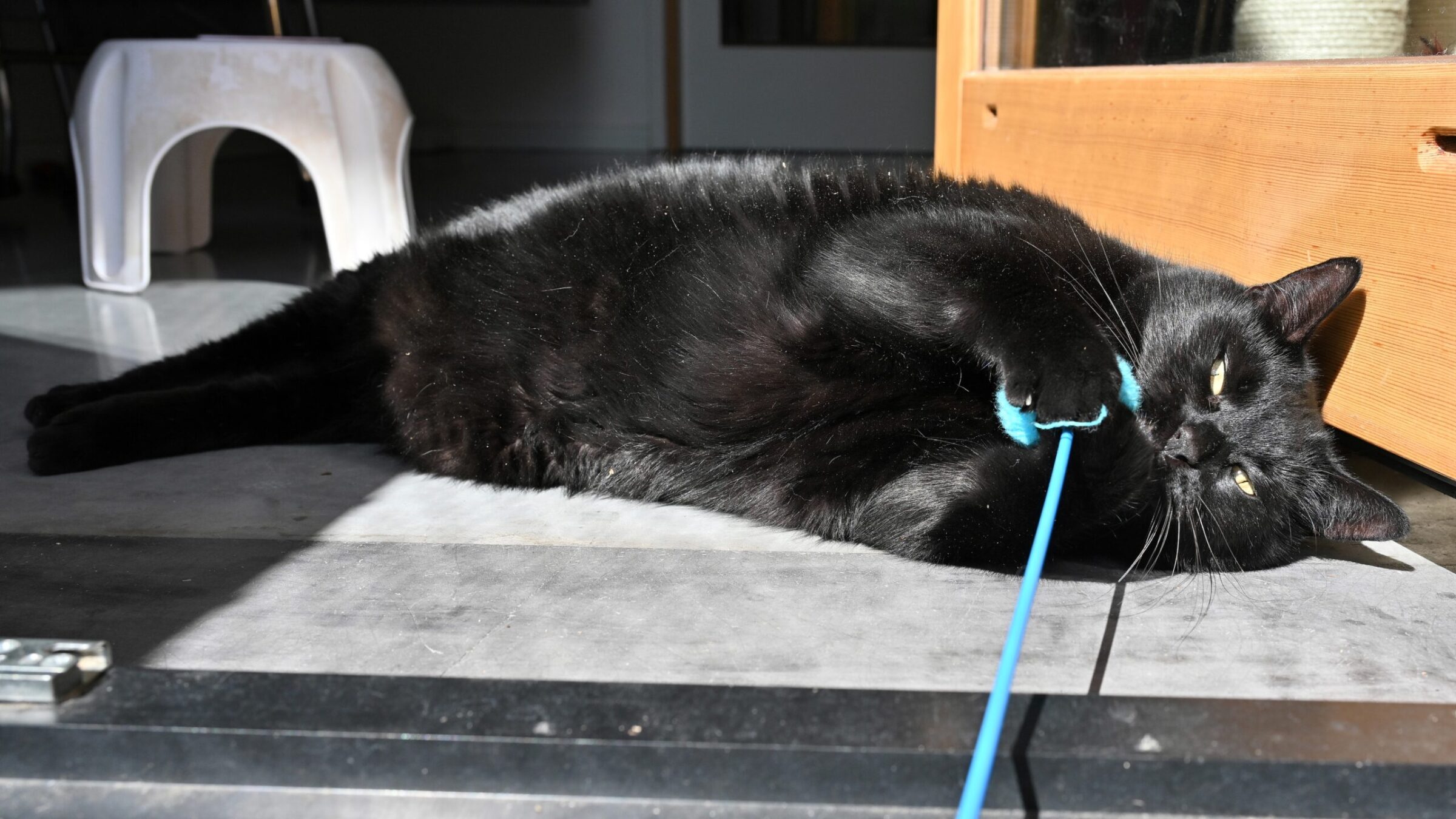 Kat verstopt onder dreadlocks en viltplekken - Wassenaarders.nl