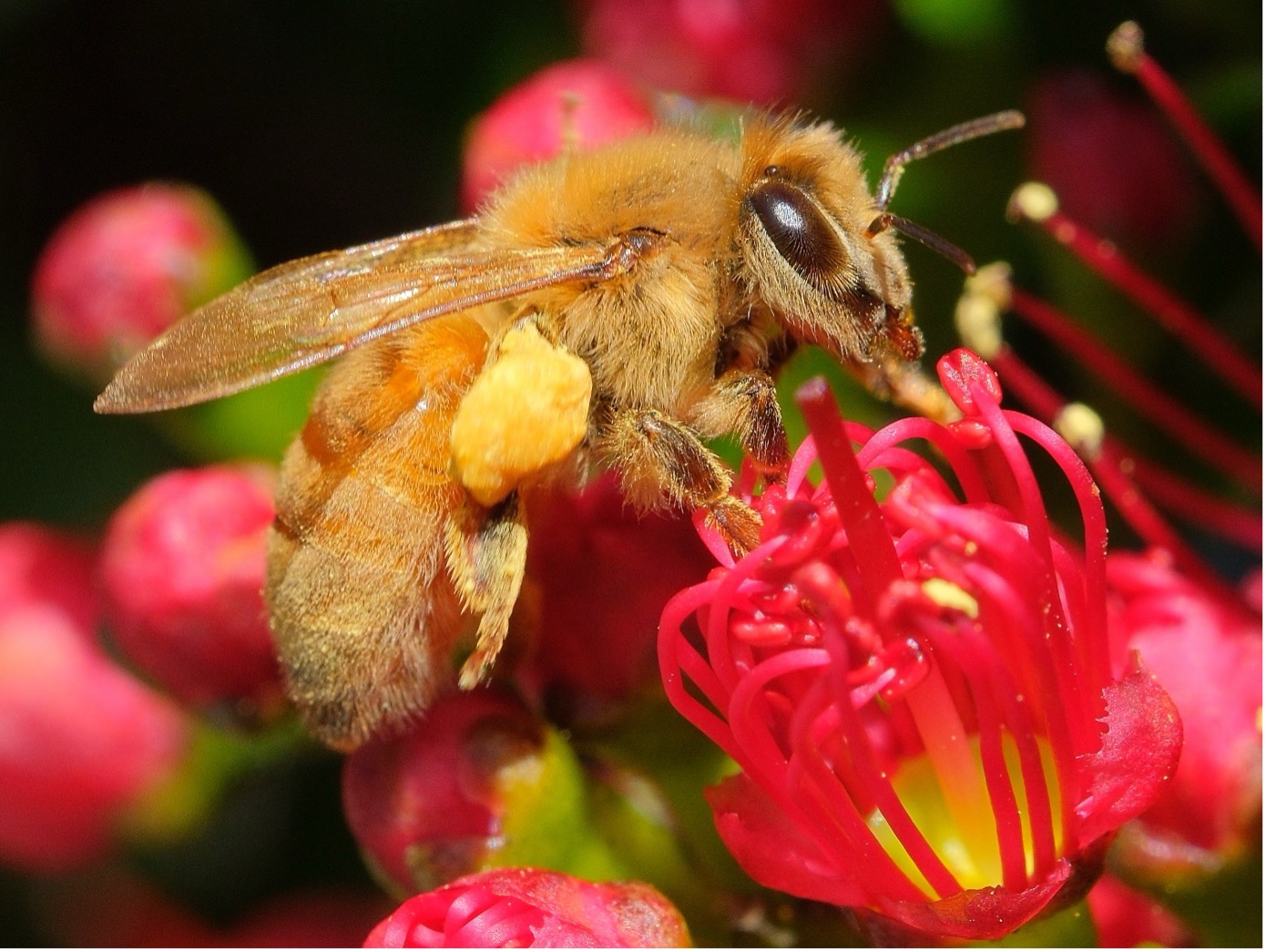 Ontdek de Wereld van Pollen op onze Introductiedag in Leiden ...